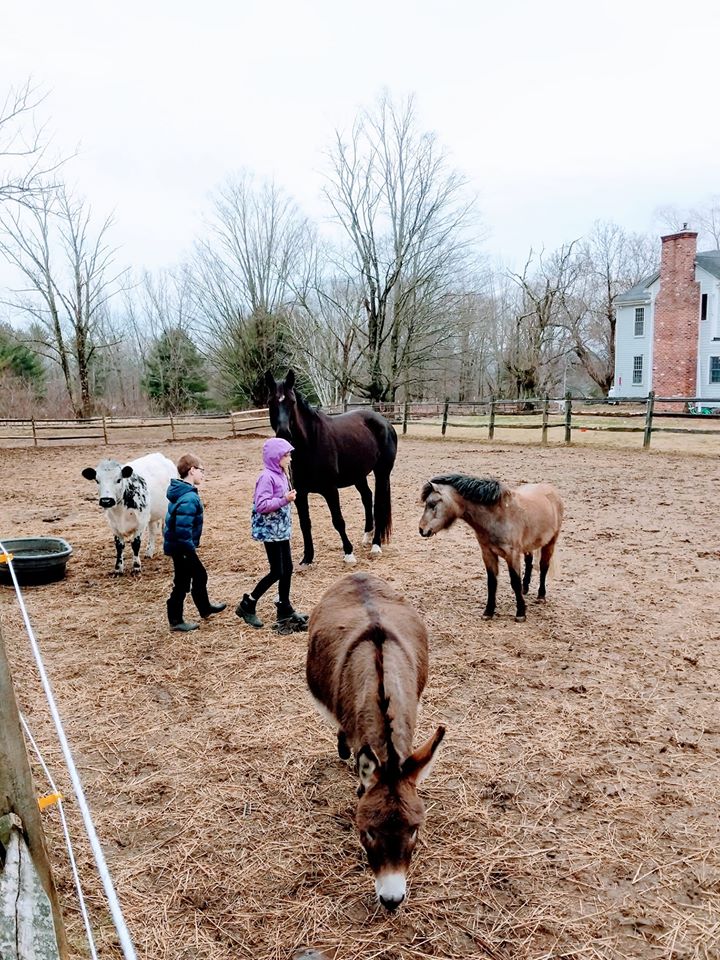 Visit Dark Horse farm – Dark Horse Farm, Brimfield MA